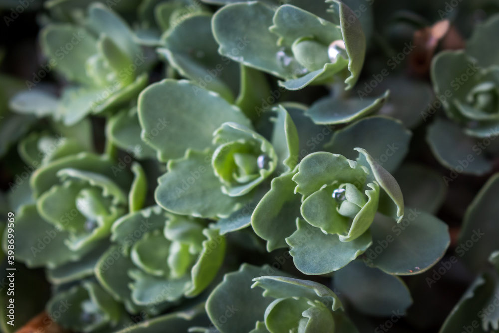 Sedum is a large genus of flowering plants in the family Crassulaceae ...