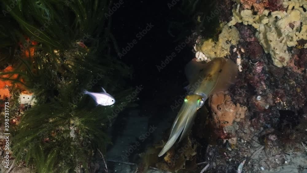 Southern Calamari Squid hunting and catching fish at night ...