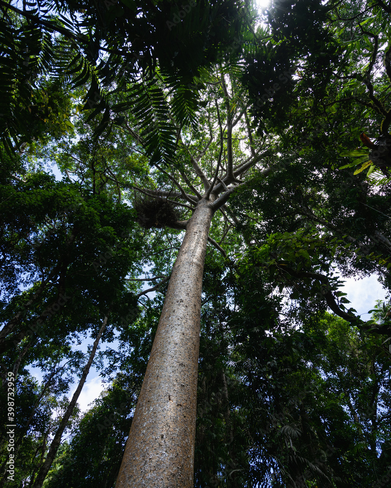 Kauri tree in a dense lush tropical rainforest canopy Stock Photo ...
