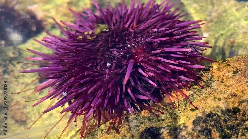 Vídeo do Stock: Purple sea urchin feeling around a rock with tiny tube ...