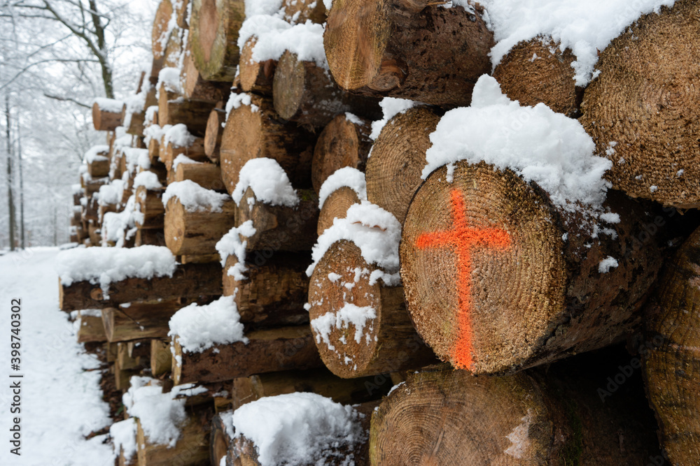 Cut stacked and marked tree trunks covered in snow in a forest pathway ...