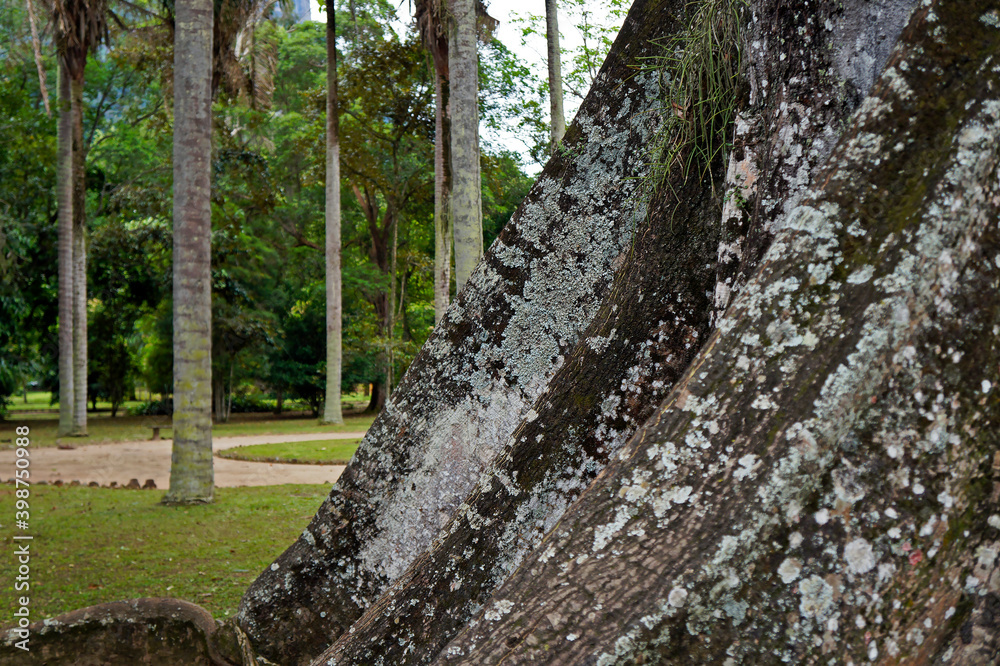 Kapok tree, Sumauma tree or silk-cotton tree roots (Ceiba pentandra ...