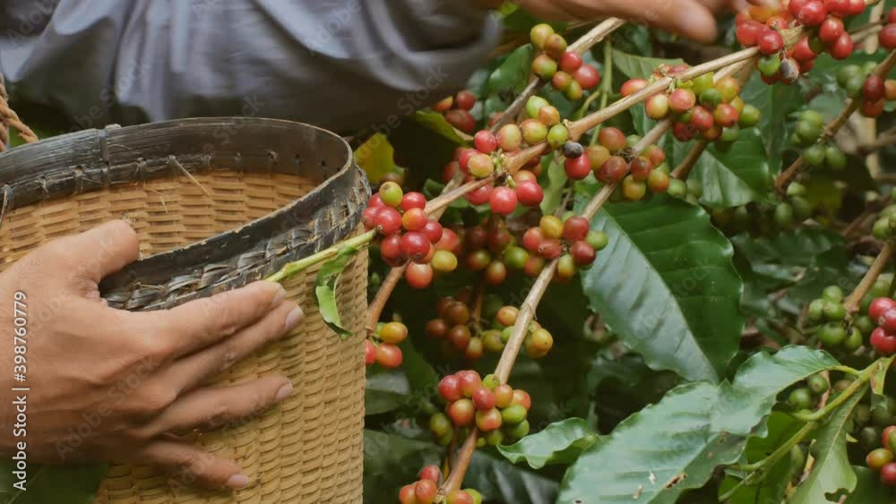 The motion of hand farmer picking red coffee bean in the coffee process ...
