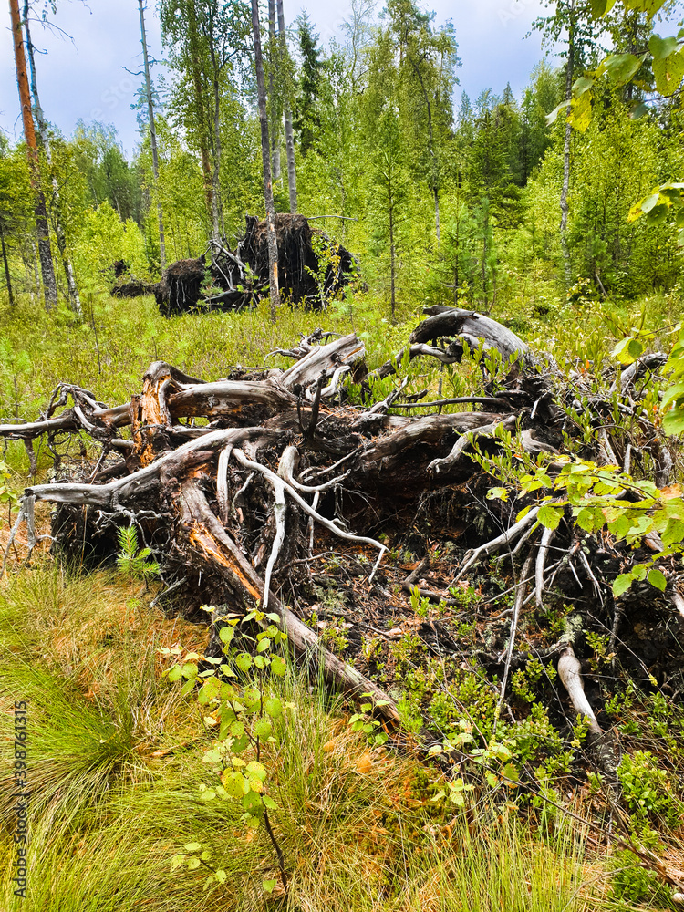 Dead trees in the forest. Broken tree trunk. Lightning struck trees ...