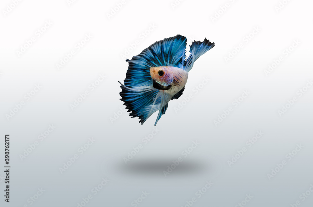 color fish jumping out of water splash on white background Stock Photo ...