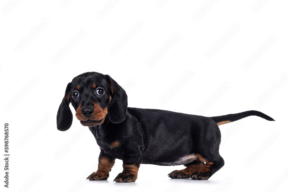 Dachshund teckel dog pup on whiteAdorable black and tan Dachshund aka ...