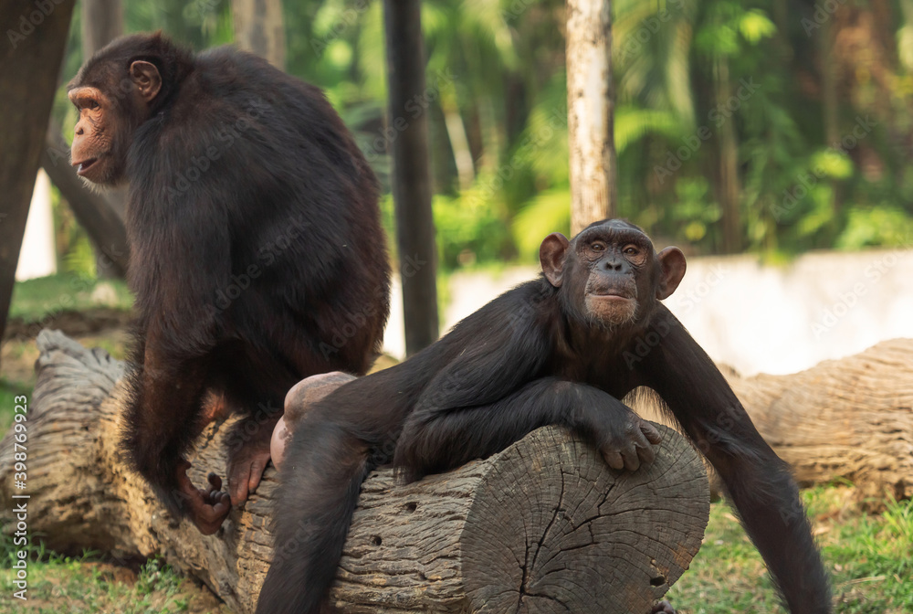 Chimpanzee apes at Indian wildlife sanctuaries foto de Stock | Adobe Stock