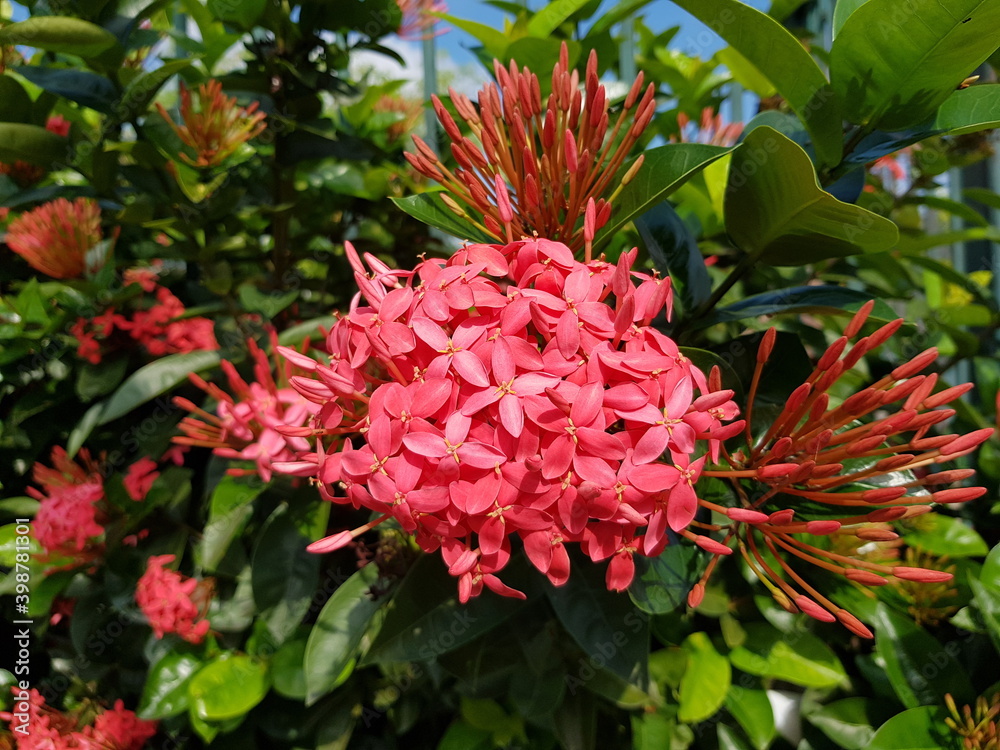 Ixora coccinea (also known as jungle geranium, flame of the woods or ...