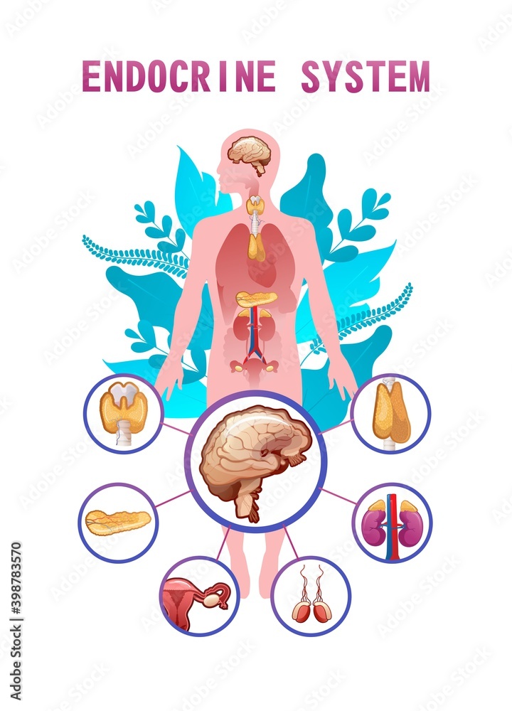 human endocrine system vector illustration Stock Vector | Adobe Stock