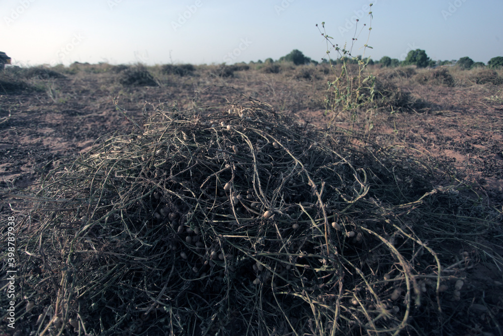 wide angle horizontal photography of african landscape - peanut farm ...