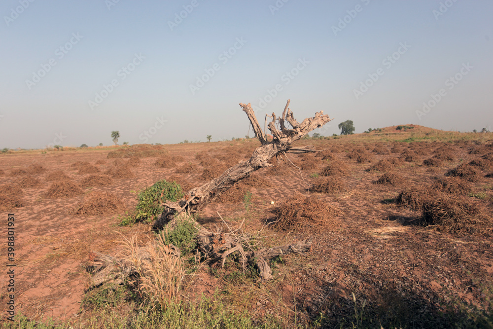 wide angle horizontal photography of african landscape - peanut farm ...