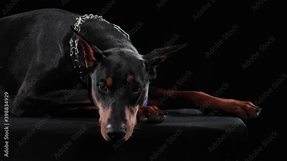 The Doberman Pinscher lies with its head on its front paws. The dog ...