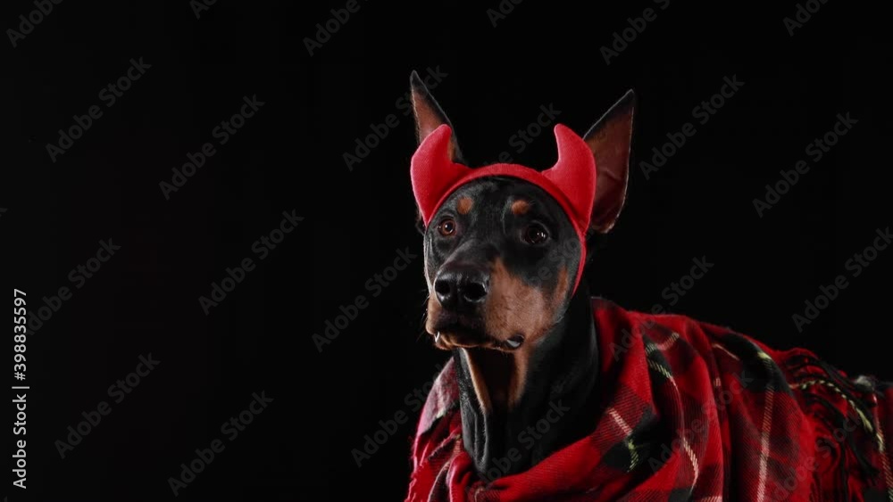 Vidéo Stock The Doberman Pinscher lies rolled into a red checkered ...
