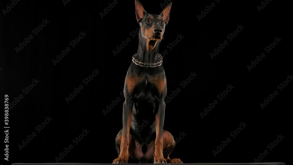 Frontal portrait of a Doberman Pinscher sitting in a studio against a ...