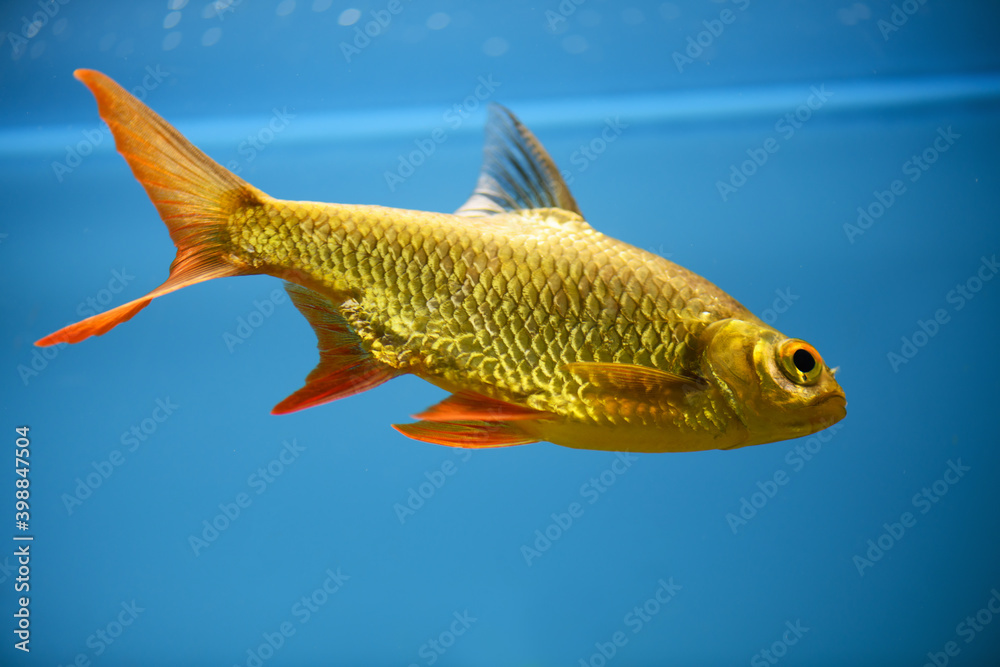Red-tailed bream barb in an aquarium on a blue background (Puntius ...