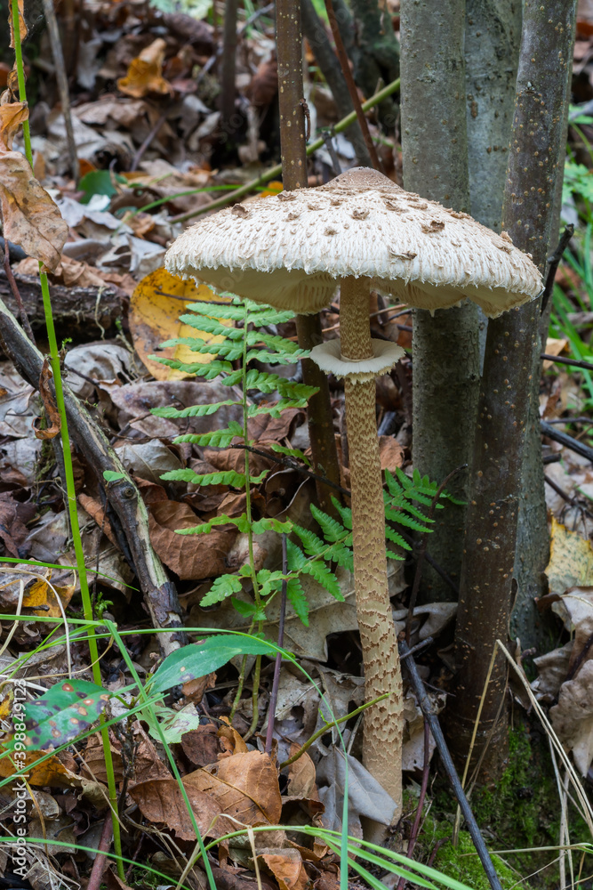 Edible parasol mushroom (Macrolepiota Procera) with brownish-white cap ...