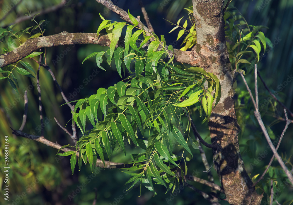 Neem, Nimtree or Indian Lilac (azadirachta indica) tree, closeup of ...