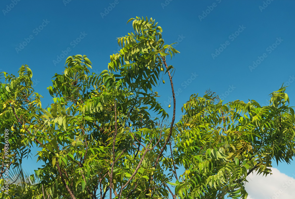 Neem, Nimtree or Indian Lilac (azadirachta indica) tree, closeup of ...