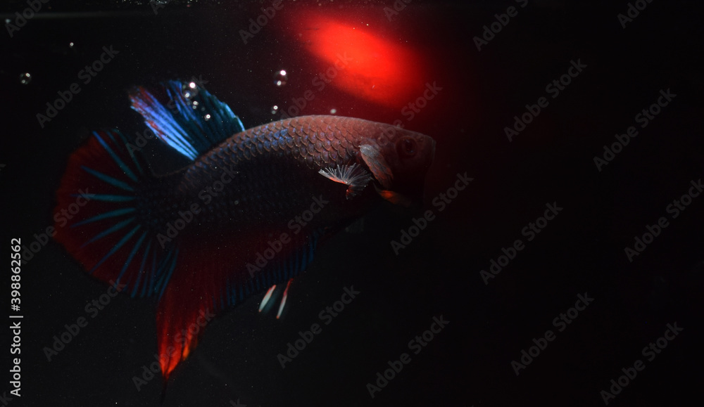 The beautiful colors of "betta fish plaque" capture the beautiful ...