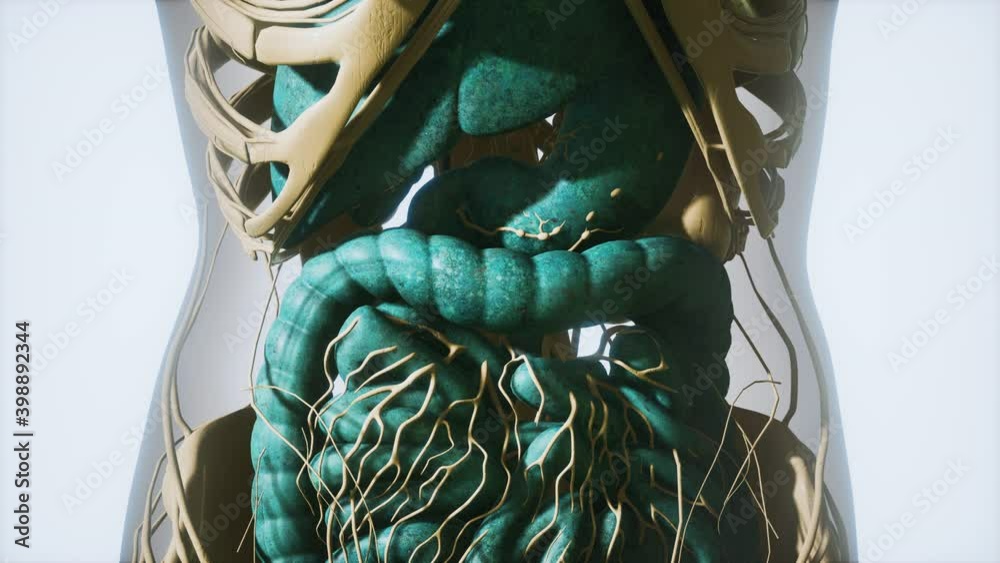 detailed human digestive system anatomy Stock Video | Adobe Stock