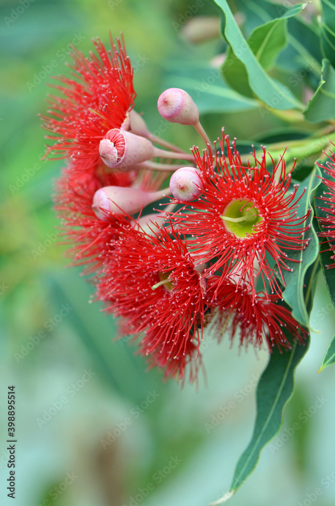 Red Flowering Gum Tree