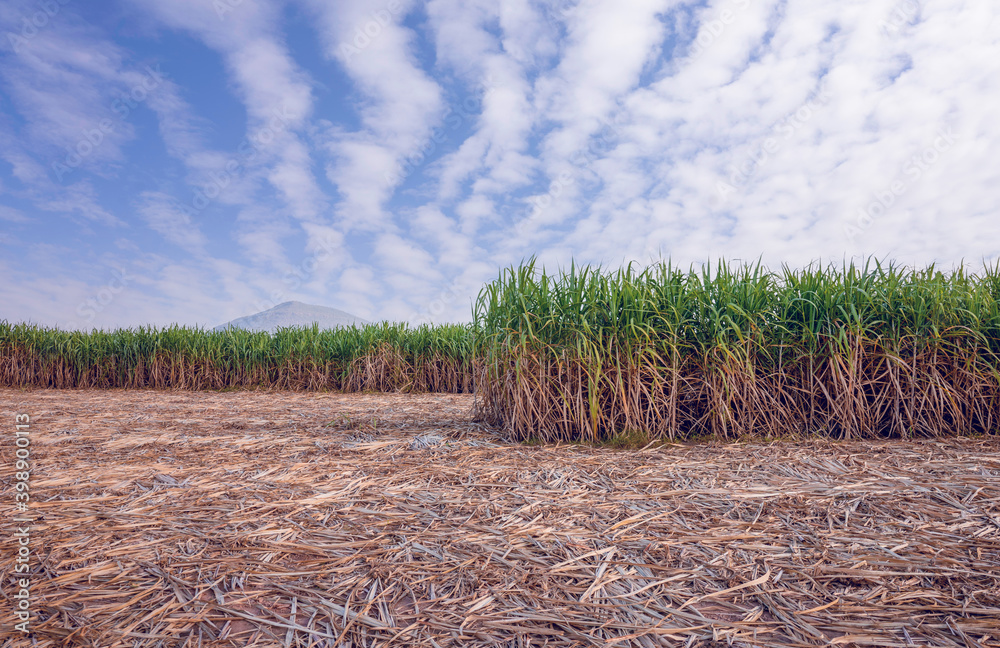 sugar cane farm with cloudy Stock Photo | Adobe Stock