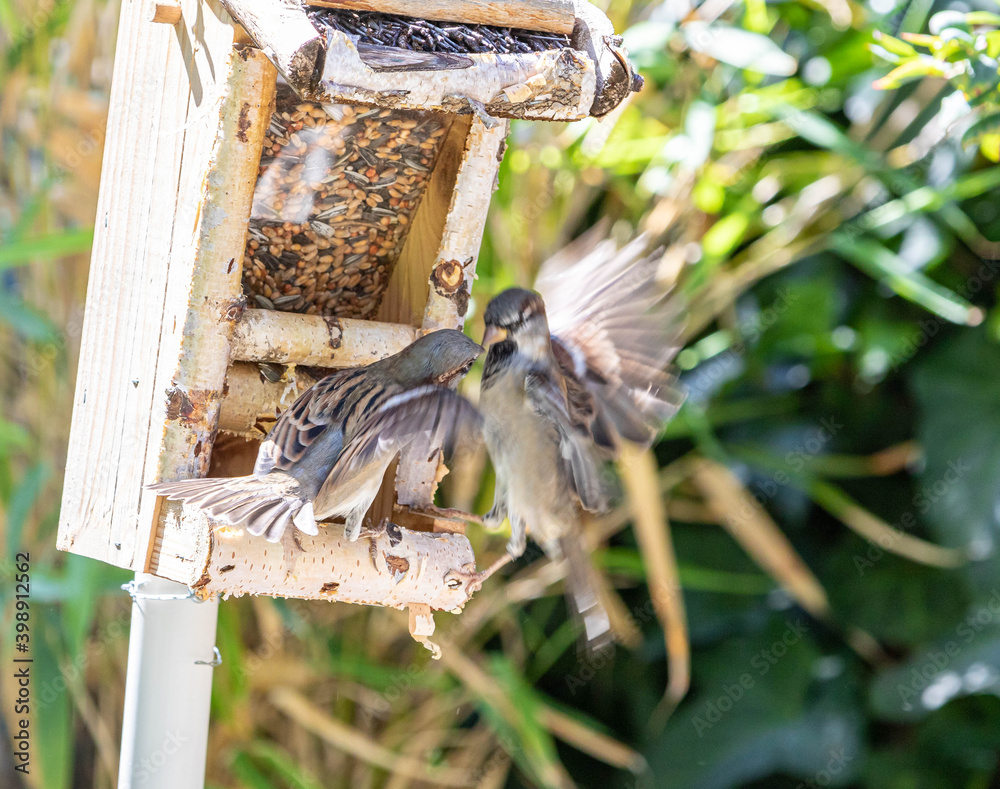 Spatzen Streit im Vogelhaus Stock Photo | Adobe Stock