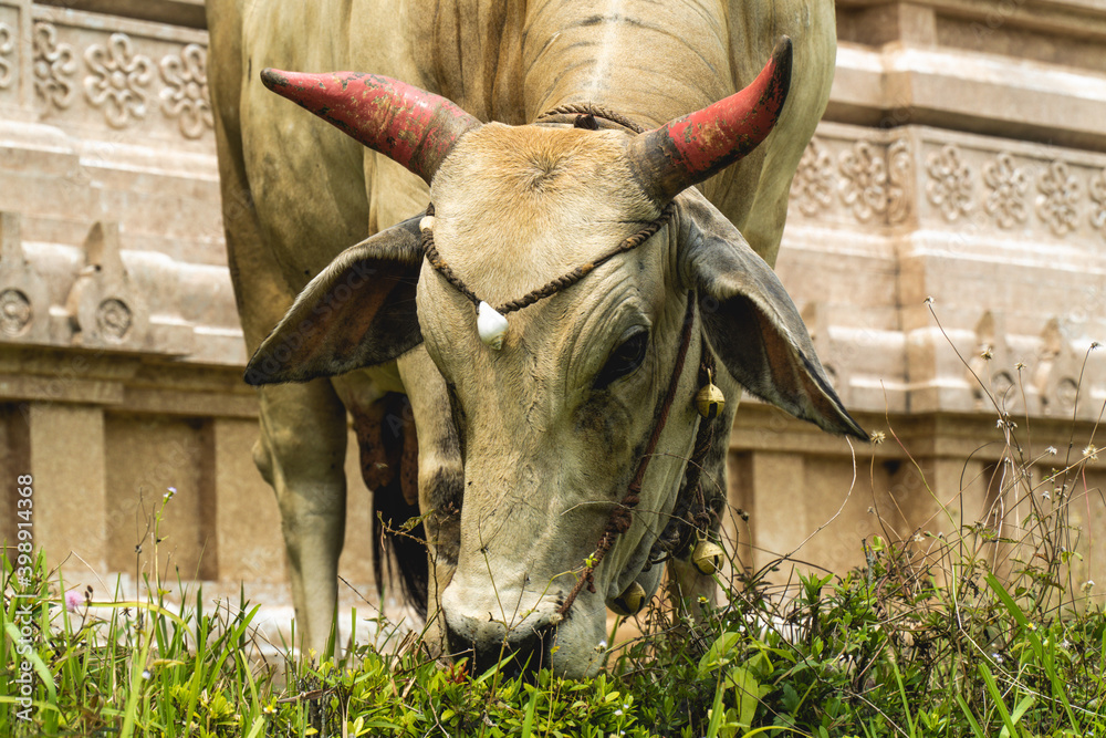 Sacre cow in front of the Sri Shakti Devasthanam Temple in Kuala Selangor, Malaysia. It is one ...