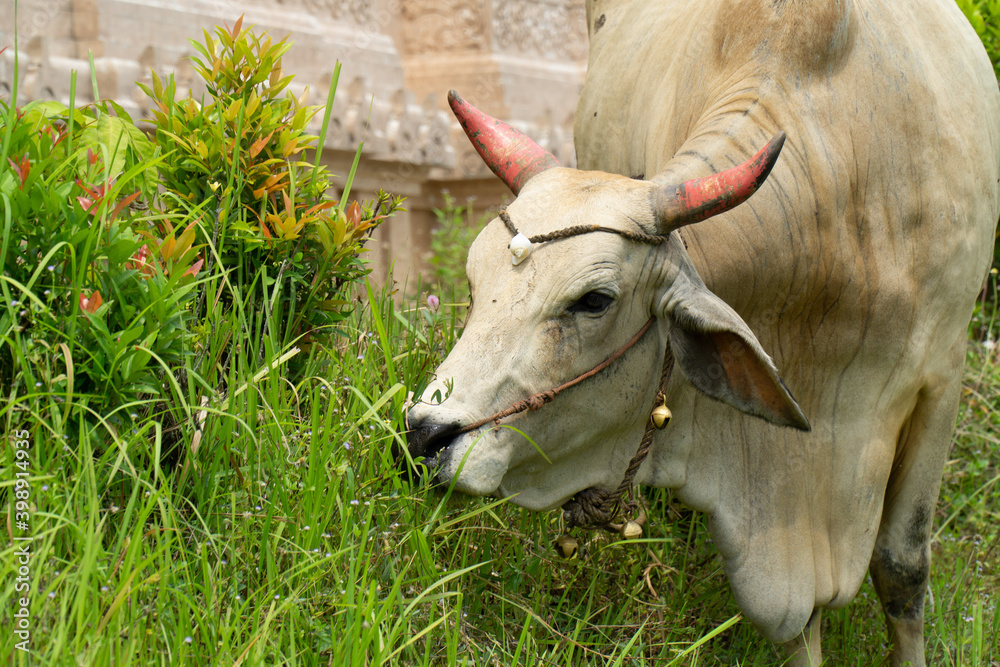 Sacre cow in front of the Sri Shakti Devasthanam Temple in Kuala Selangor, Malaysia. It is one ...