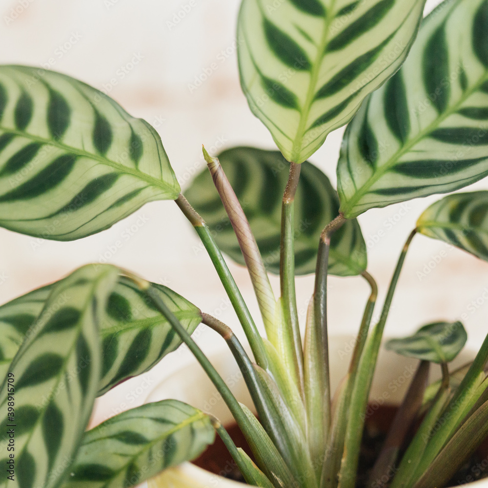 Closeup of the leaf of a Ctenanthe Burle Marxii against red brick ...