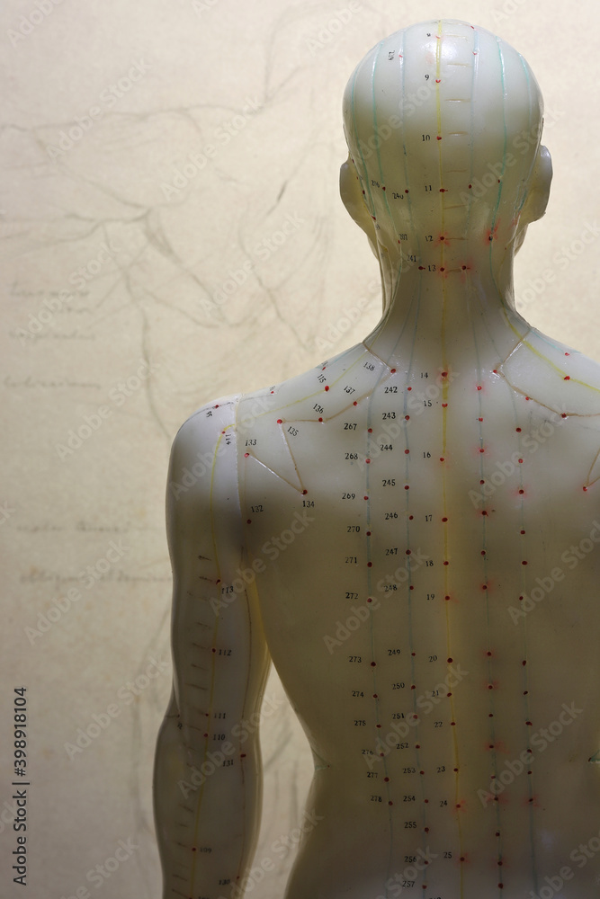 meridians on the back of a male acupuncture model Stock Photo | Adobe Stock