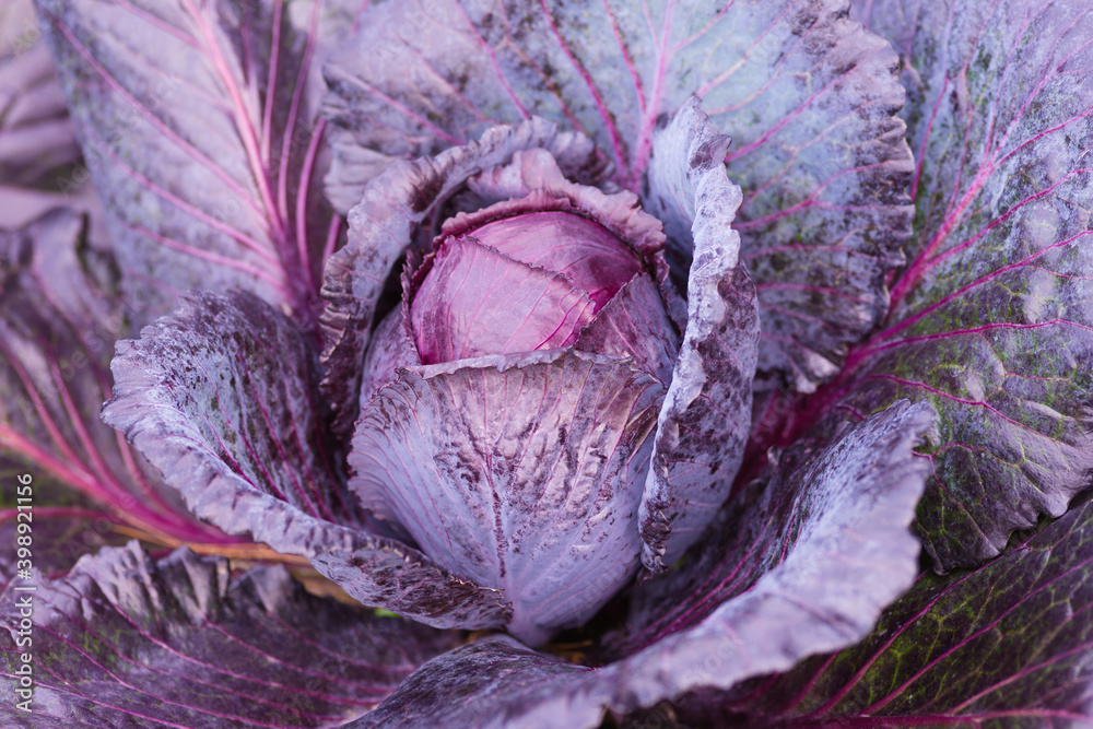 Fresh ripe head of red cabbage (Brassica oleracea) with lots of leaves ...
