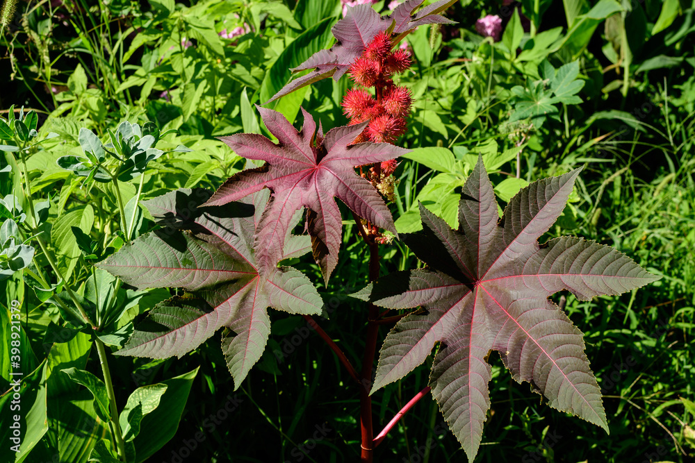 Fresh green organic flowers and leaves of Ricinus communis, the castor ...