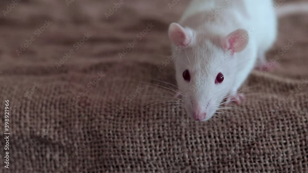 A 3 month old domestic white rat with a fawn head and red eyes, a hood ...