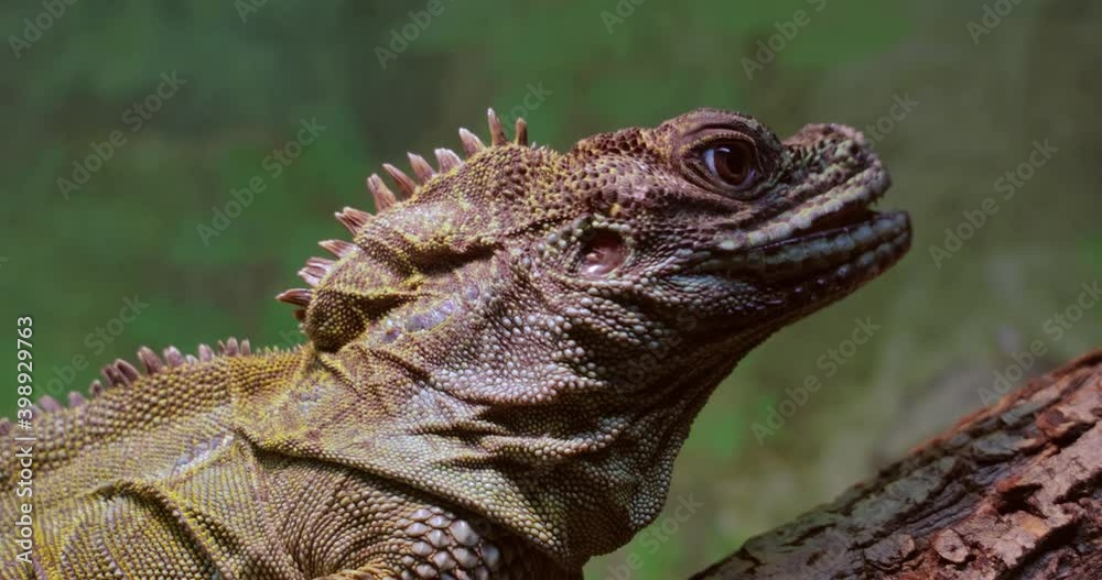 Philippine sailfin lizard, crested lizard, sail-fin lizard, sailfin ...