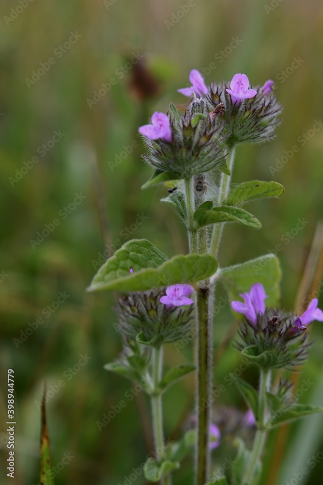 Henbit Flower Stock Photo | Adobe Stock