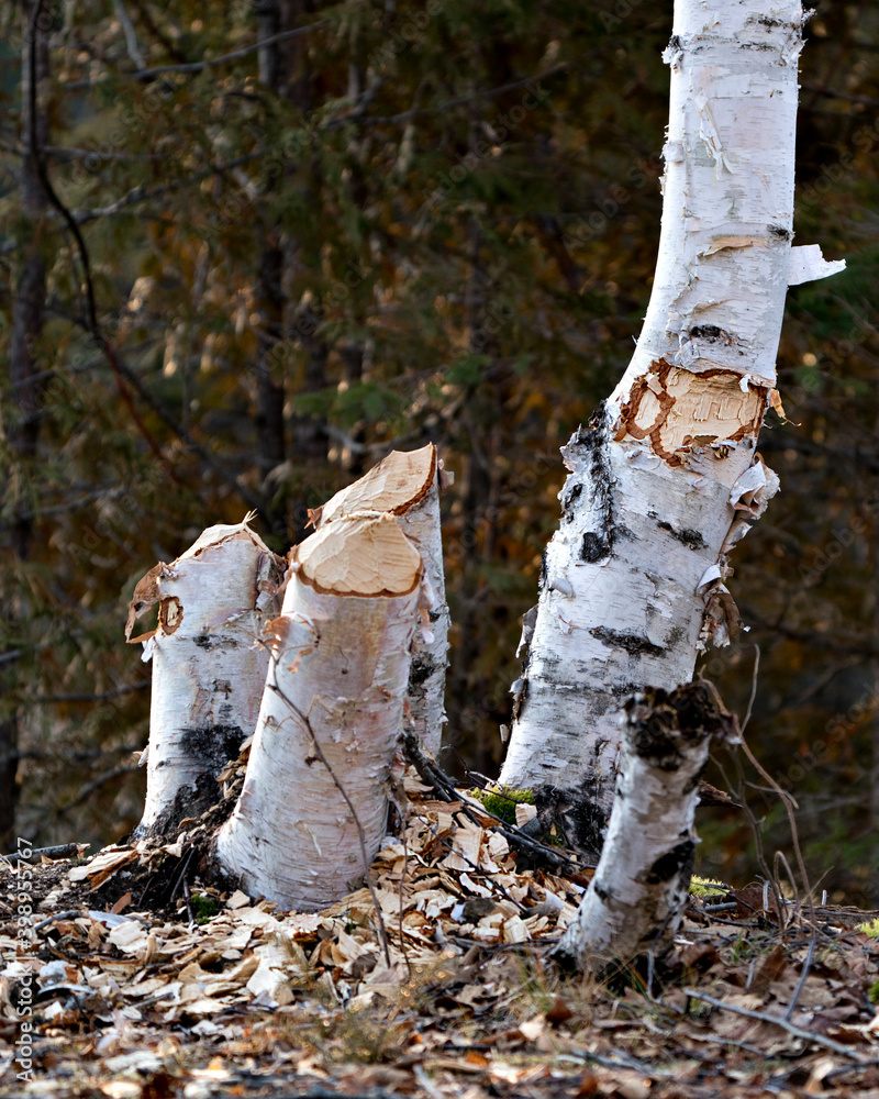 Beaver cut tree stock photo. Beaver Cut down birch tree stock photo ...