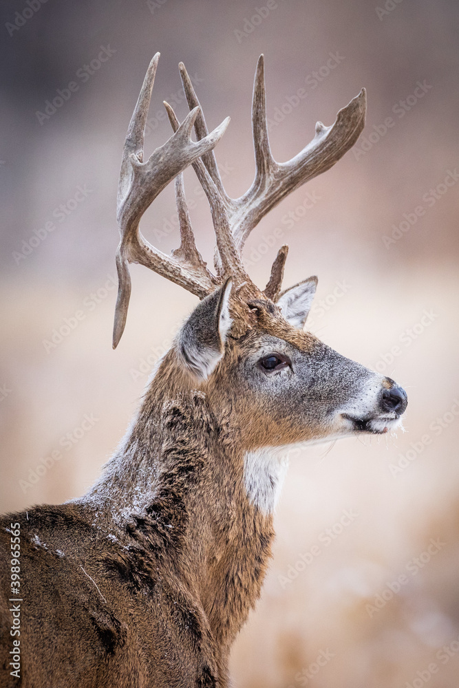 Closeup Buck Stock Photo | Adobe Stock