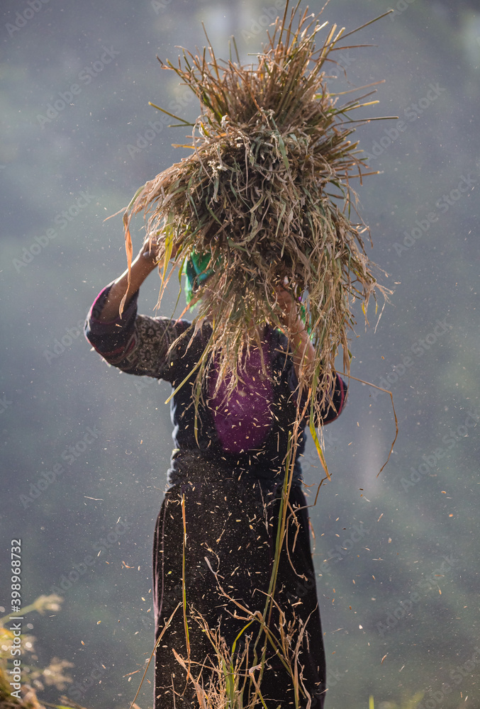 traditional manual rice threshing on the rice fields of Vietnam Stock ...