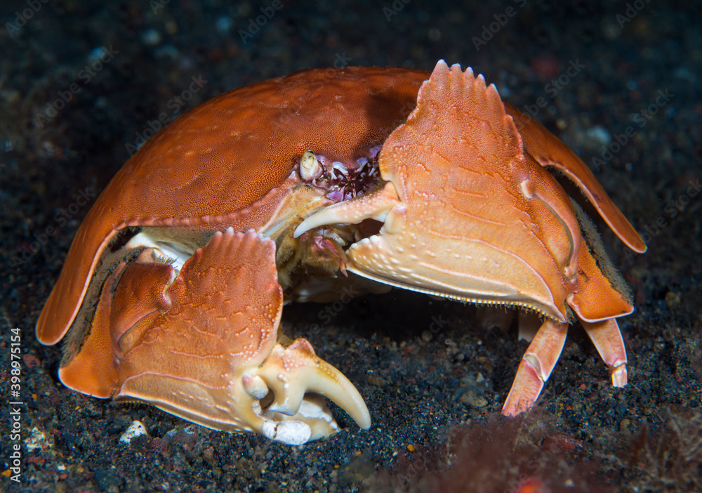 Shame-Faced Crab - Calappa calappa in the night. Macro underwater world ...