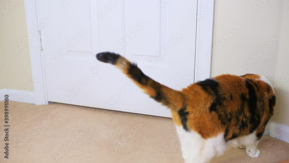 Funny cute senior calico cat stuck in home house room behind door ...