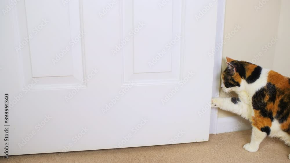 Funny cute senior calico cat stuck in home house room behind closed ...