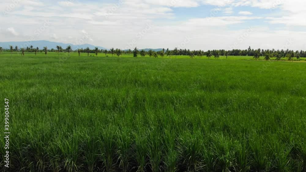 A low altitude aerial footage of a sugarcane field from the Philippines ...
