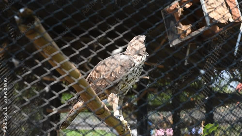 Chai nat Thailand December 26 2019 see birds at Chai NAT Bird Park is a ...