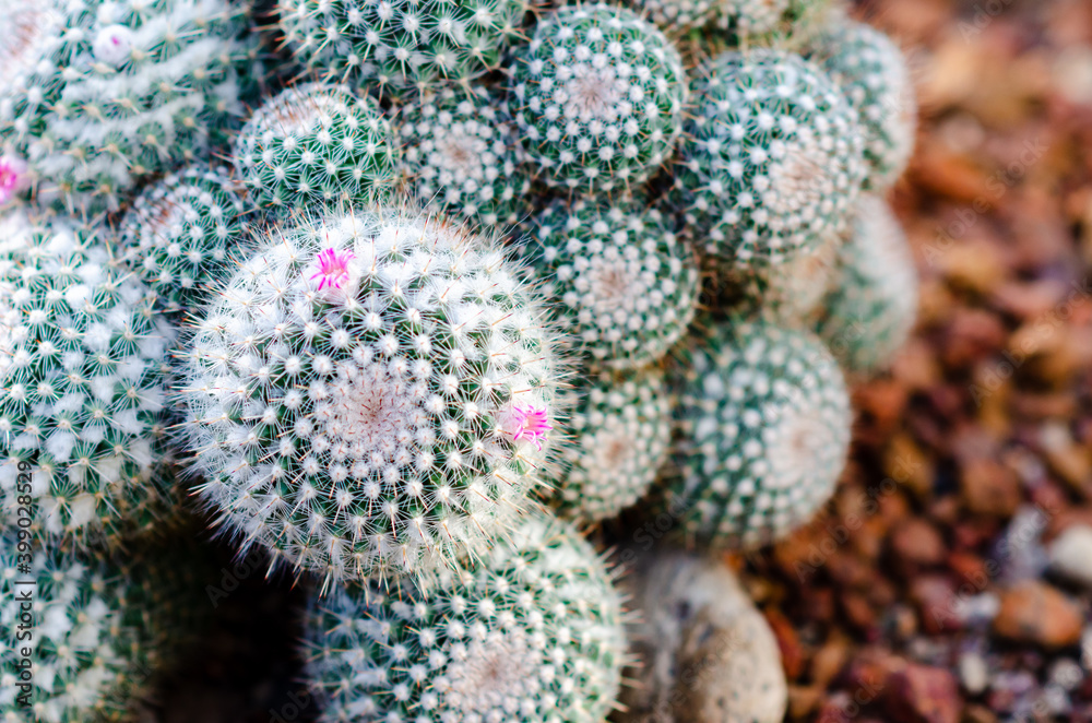 Selective focus of Mammillaria matudae which is columnar cactus that ...
