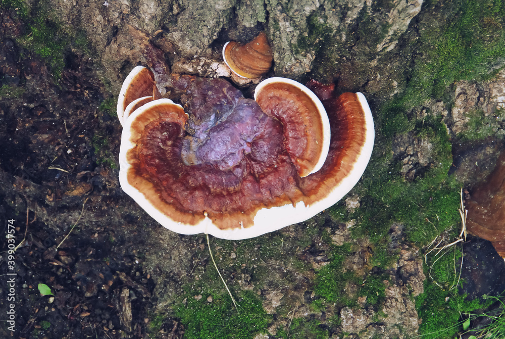 Hongo Reishi (Ganoderma) creciendo bajo un árbol en el parque Herastrau ...