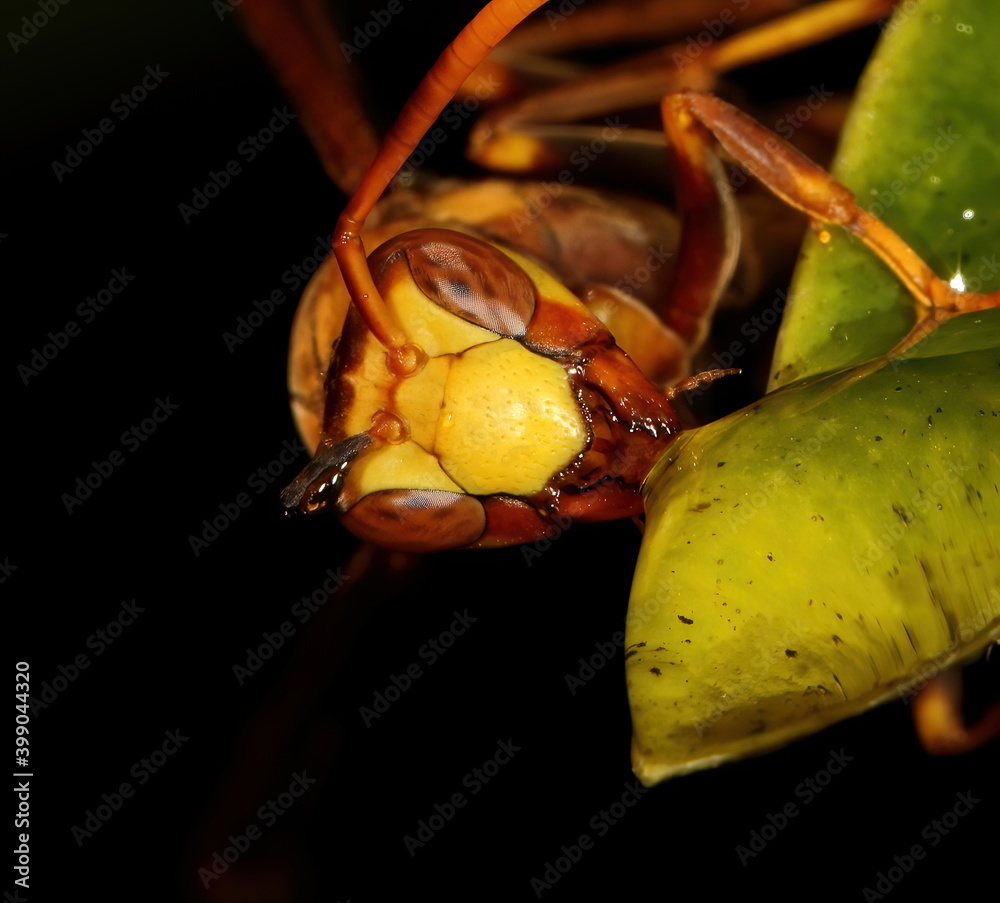Macro photo of a Paper wasp's head with a blacked out background. Stock ...