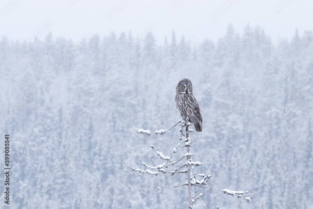 Majestic bird of prey Great Grey Owl (Strix nebulosa) sitting on an old ...