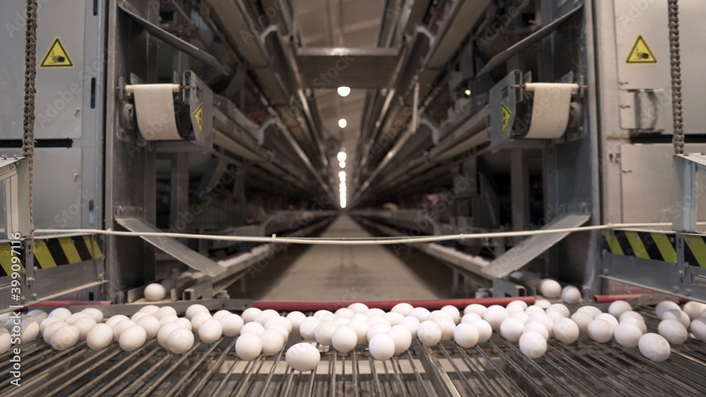 homemade products, farm production of chicken eggs, ecological products ...