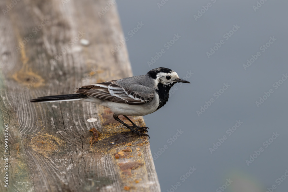 Pliszka siwa Motacilla alba na drewnianej desce, mały ptak na krawędzi ...